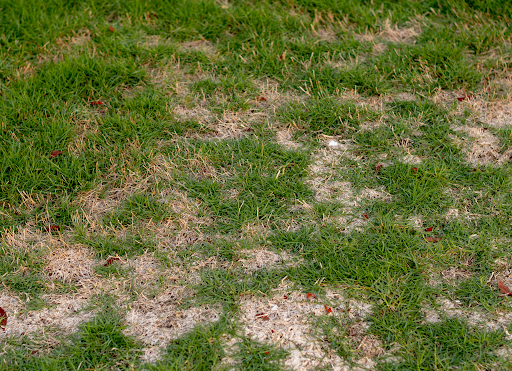 The Complete Guide to Turfgrass Diseases