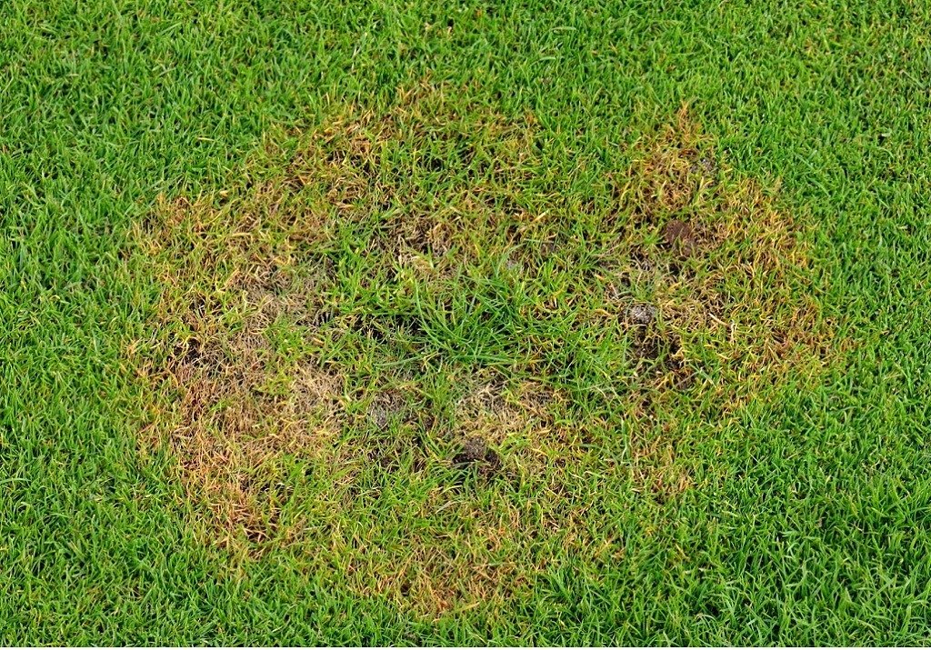 The Complete Guide to Turfgrass Diseases