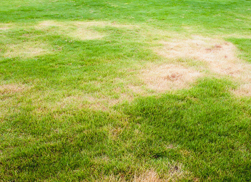 The Complete Guide to Turfgrass Diseases