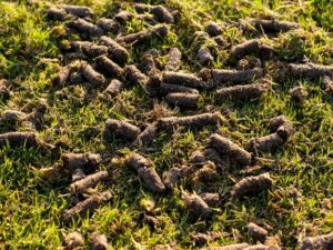 Why Golf Course Aeration Matters?