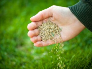 Overseeding on the Golf Course - dte golf
